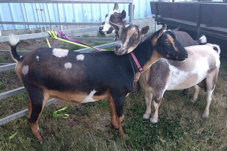 Nigerian Dwarf Goat - Breed Profile - Goat Journal